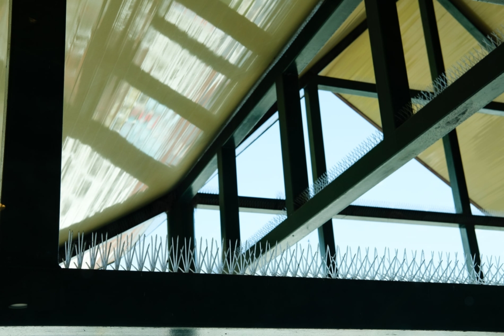 Bird-proofing solutions for your home - 5 easy options