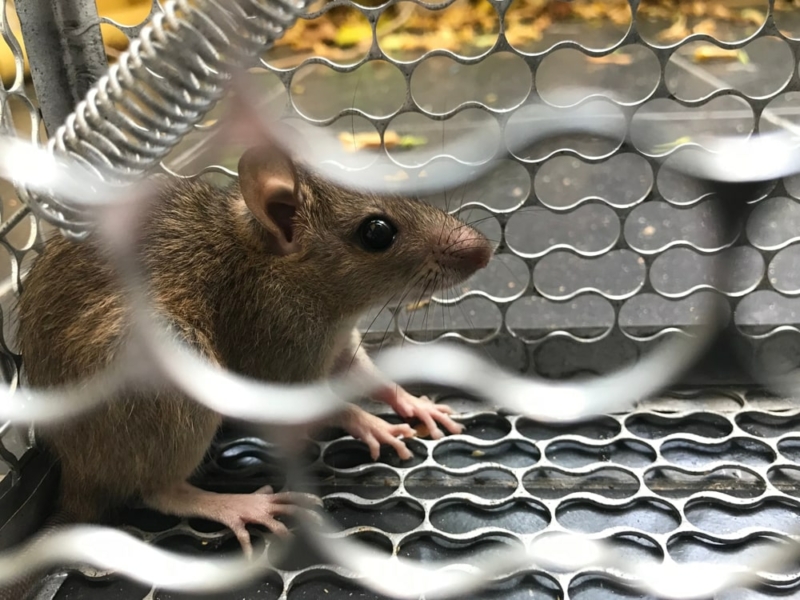 Best pest control tips for mice - Mouse controller guide