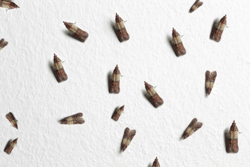 How to moth-proof your property - prevent a moth problem