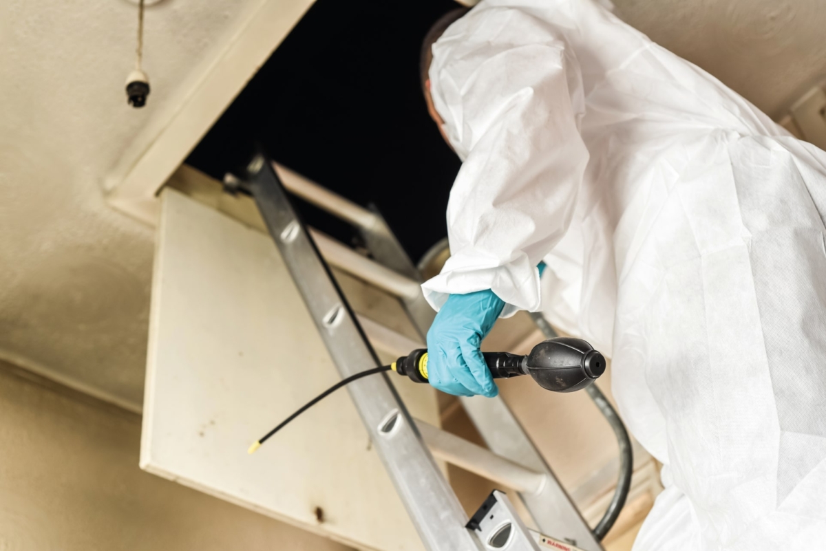 Pest infestations in attics & lofts - 5 signs of pest issues
