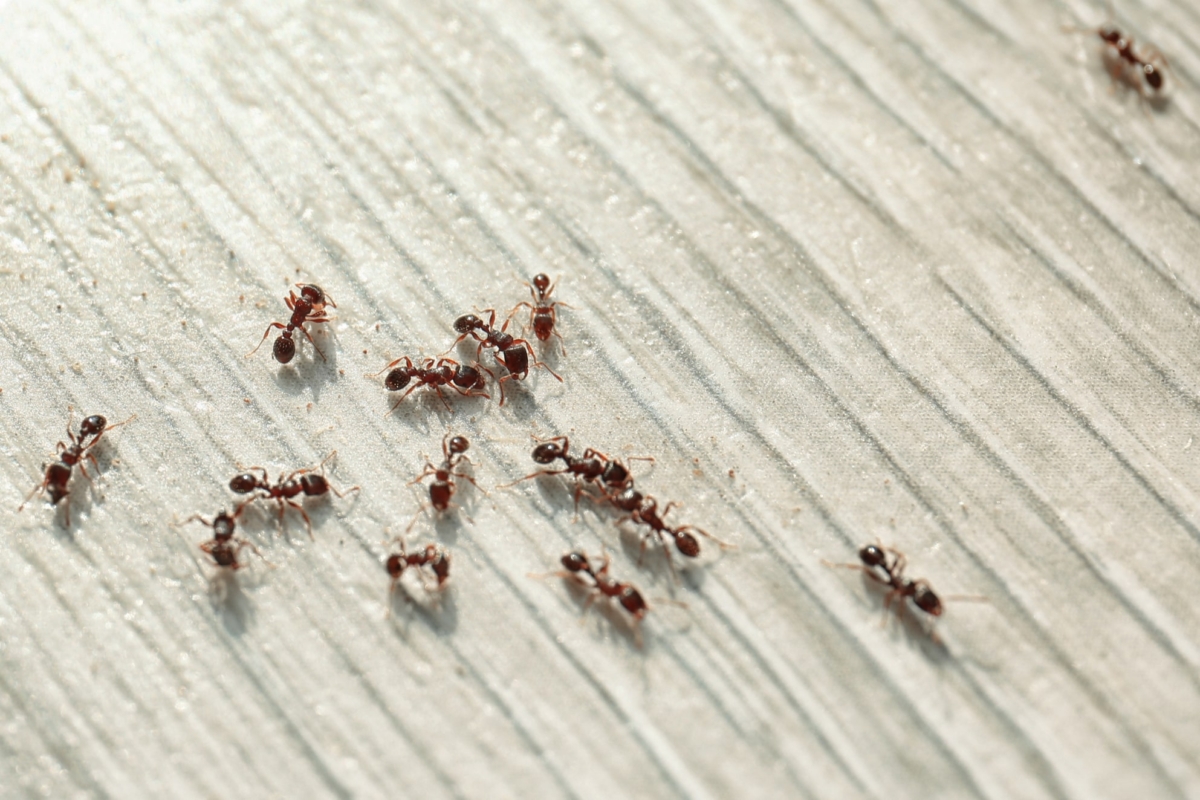 Stop ant problems quickly - best ant control guides