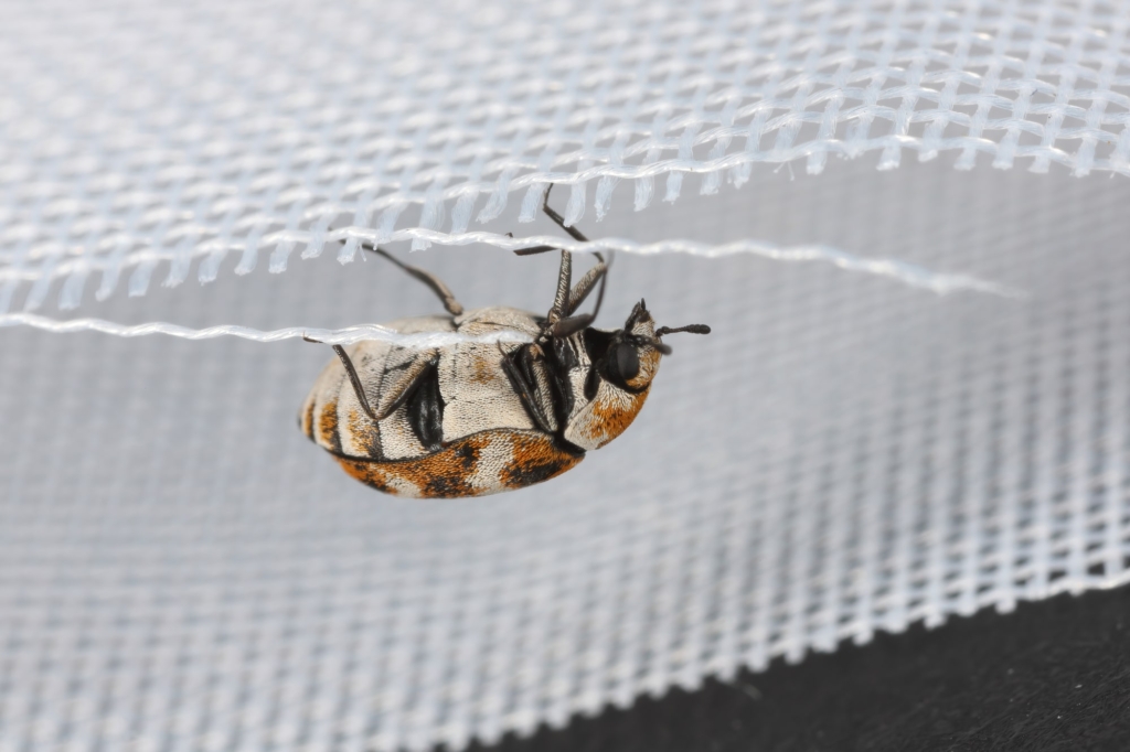 Best carpet beetle treatments for your home - expert guide