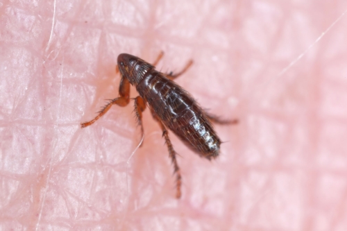 Flea Control Surrey, Kent & London | Effective Pest Solutions