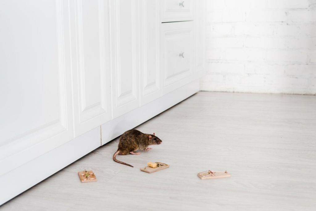 Rat infestation guide - what to do if you have a rat problem