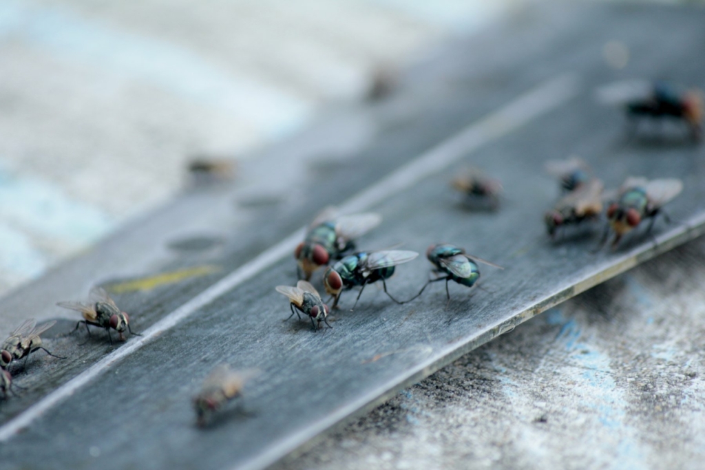 Fly control guide - get rid of flies from the home now