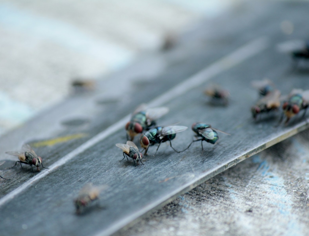 Types of mite infestations in the home - an expert guide