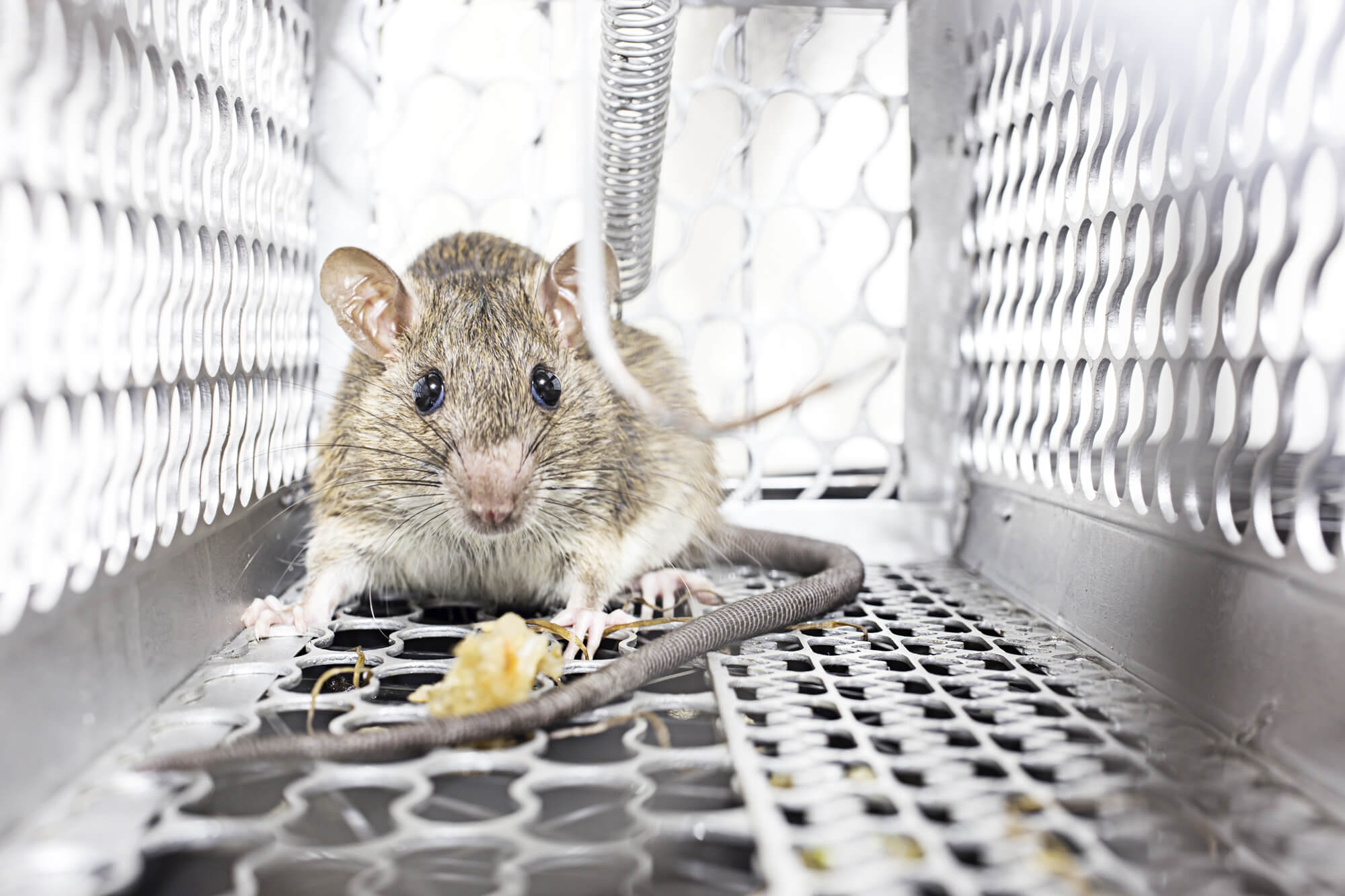 Fast & Effective Removal of Rats and Mice