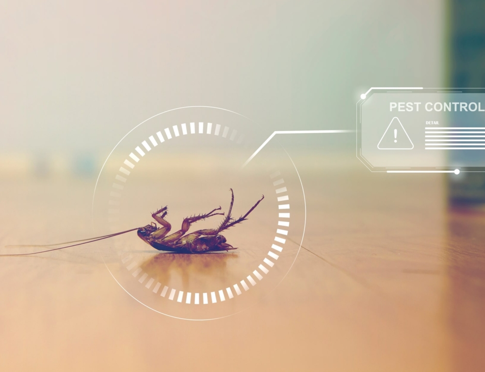 Types of mite infestations in the home - an expert guide